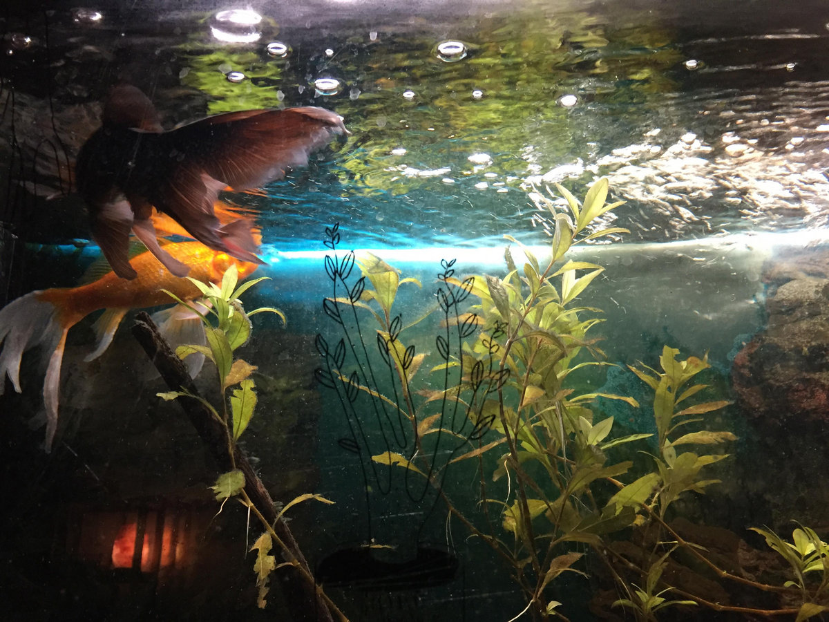 "8", nouvel EP de ALICE CHEVAL [electronica / Strasbourg]